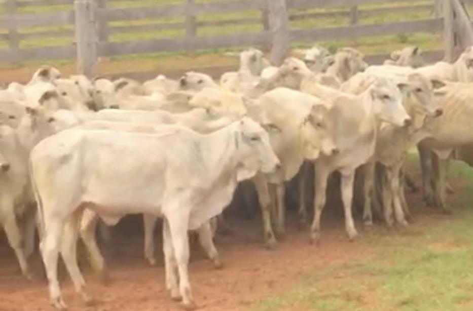 66 FÊMEAS NELORES. Top na Raça! Eboi Classificados Online