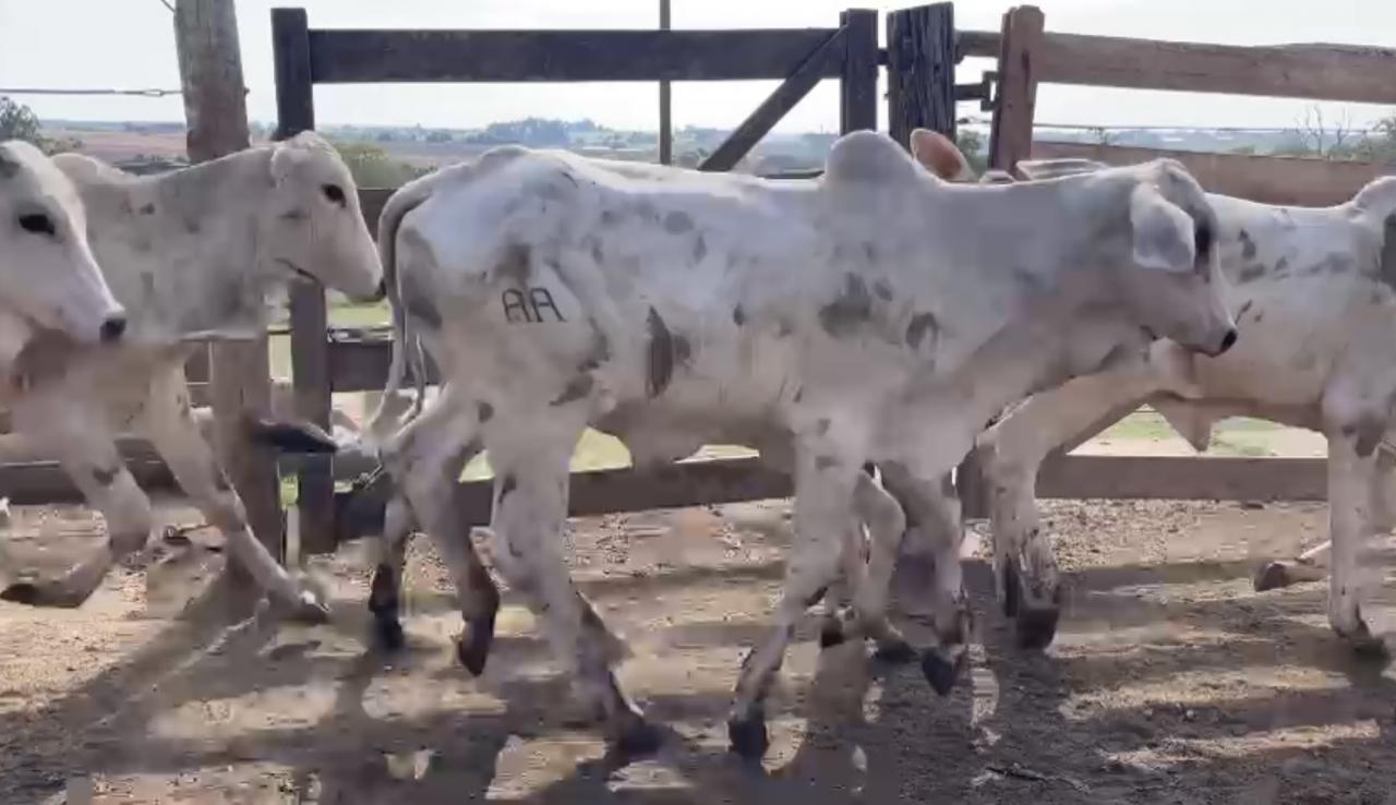 100 MACHOS NELORES. Bom preço e qualidade!!!! Eboi Classificados Online