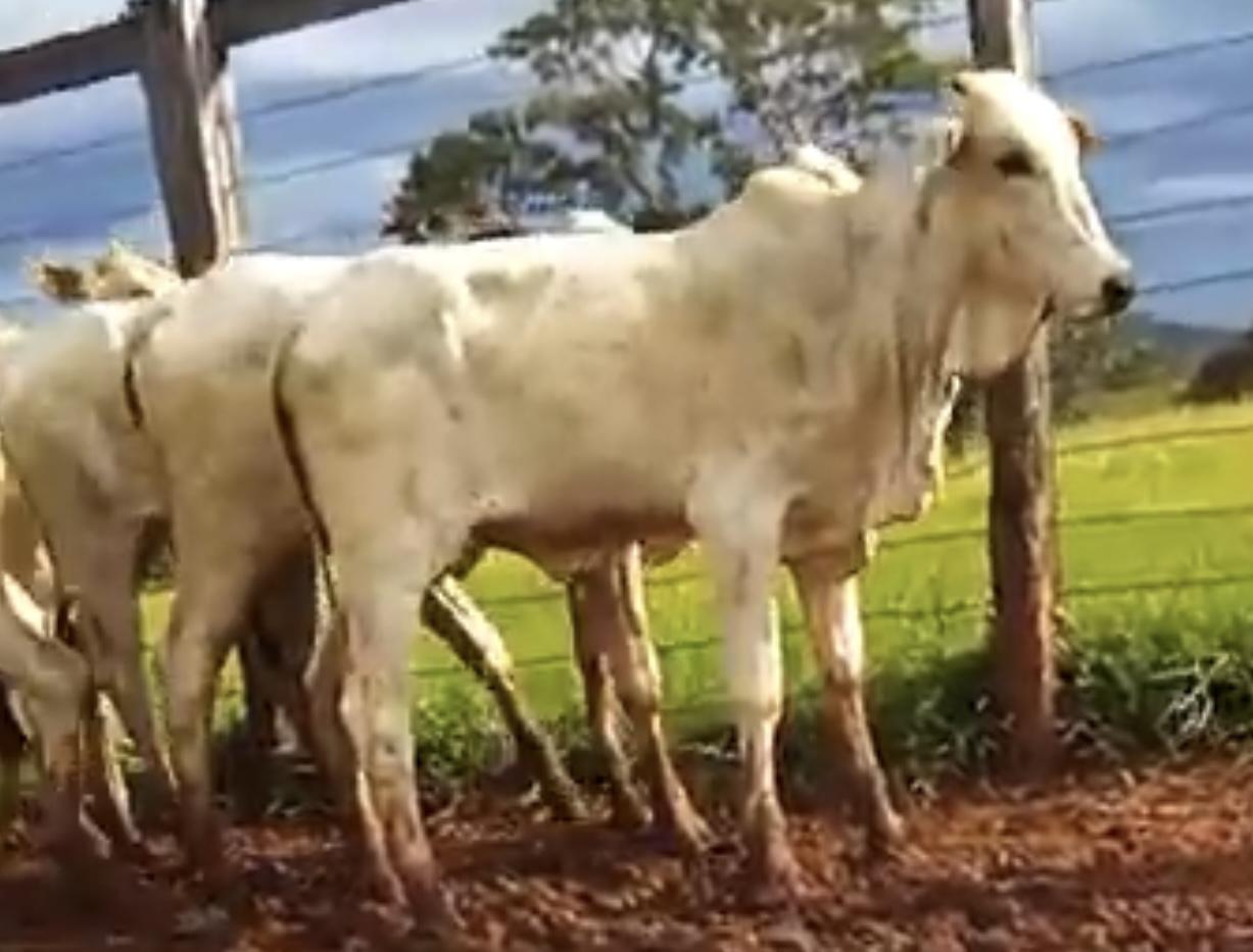 80 BEZERRAS CRIOLAS, FILHAS DE TOURO PO, 12 meses... Eboi Classificados ...