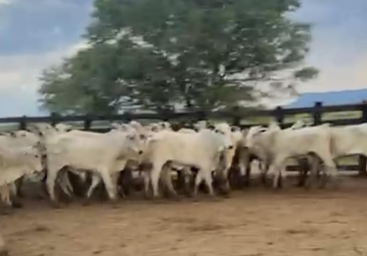 500 NOVILHAS NELORES Eboi Classificados Online