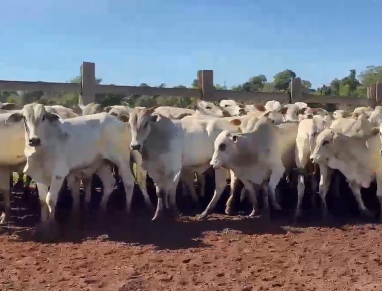 108 BOIS NELORES. Traia de patrão!!! Eboi Classificados Online