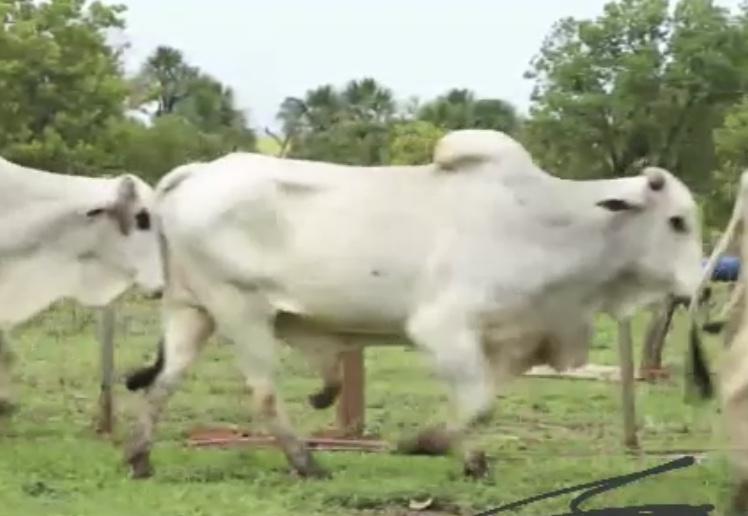 Boi: mercado volta a ter alta; confira onde - Eboi Classificados Online